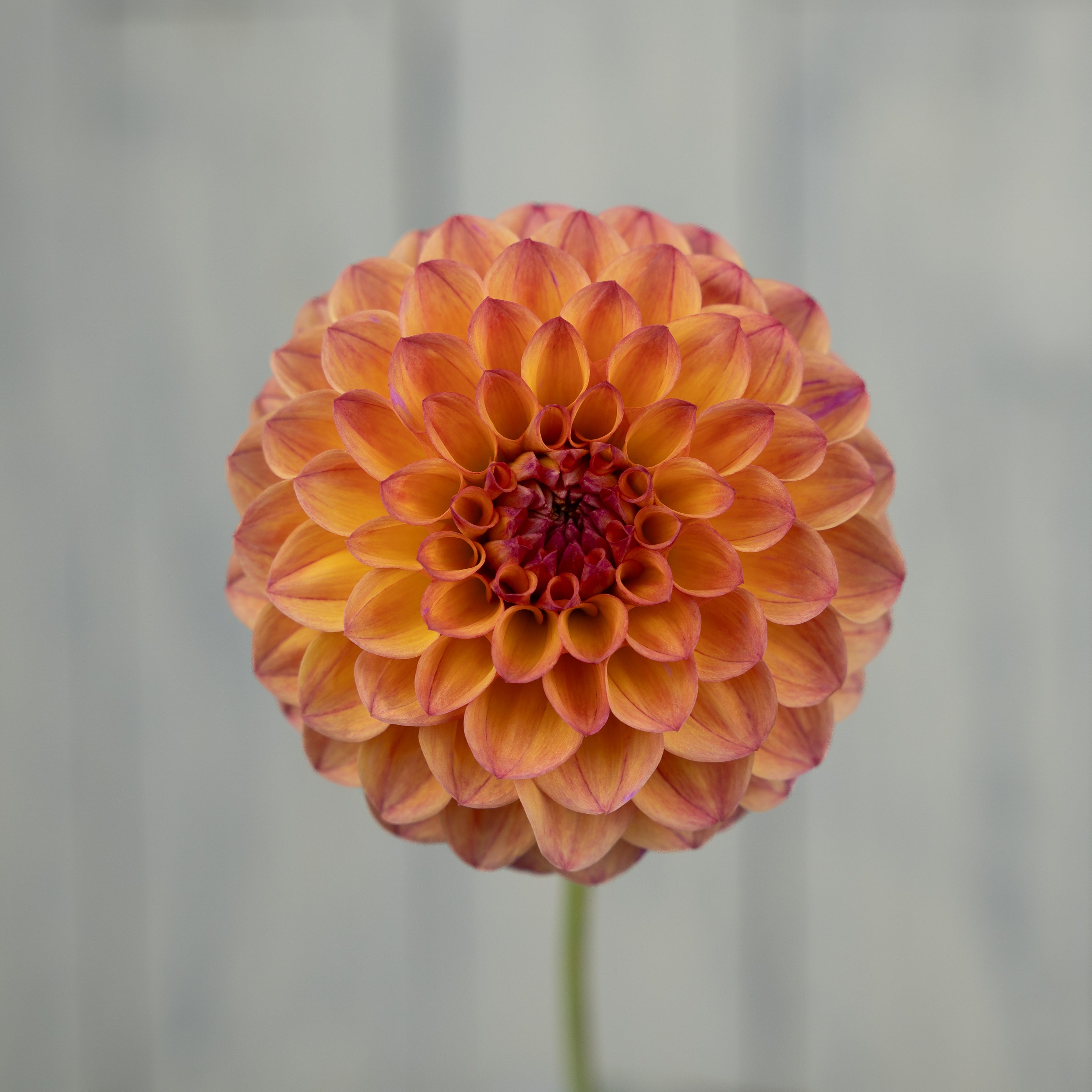 Cecil Dahlia Tuber – Petal & Stem Farm