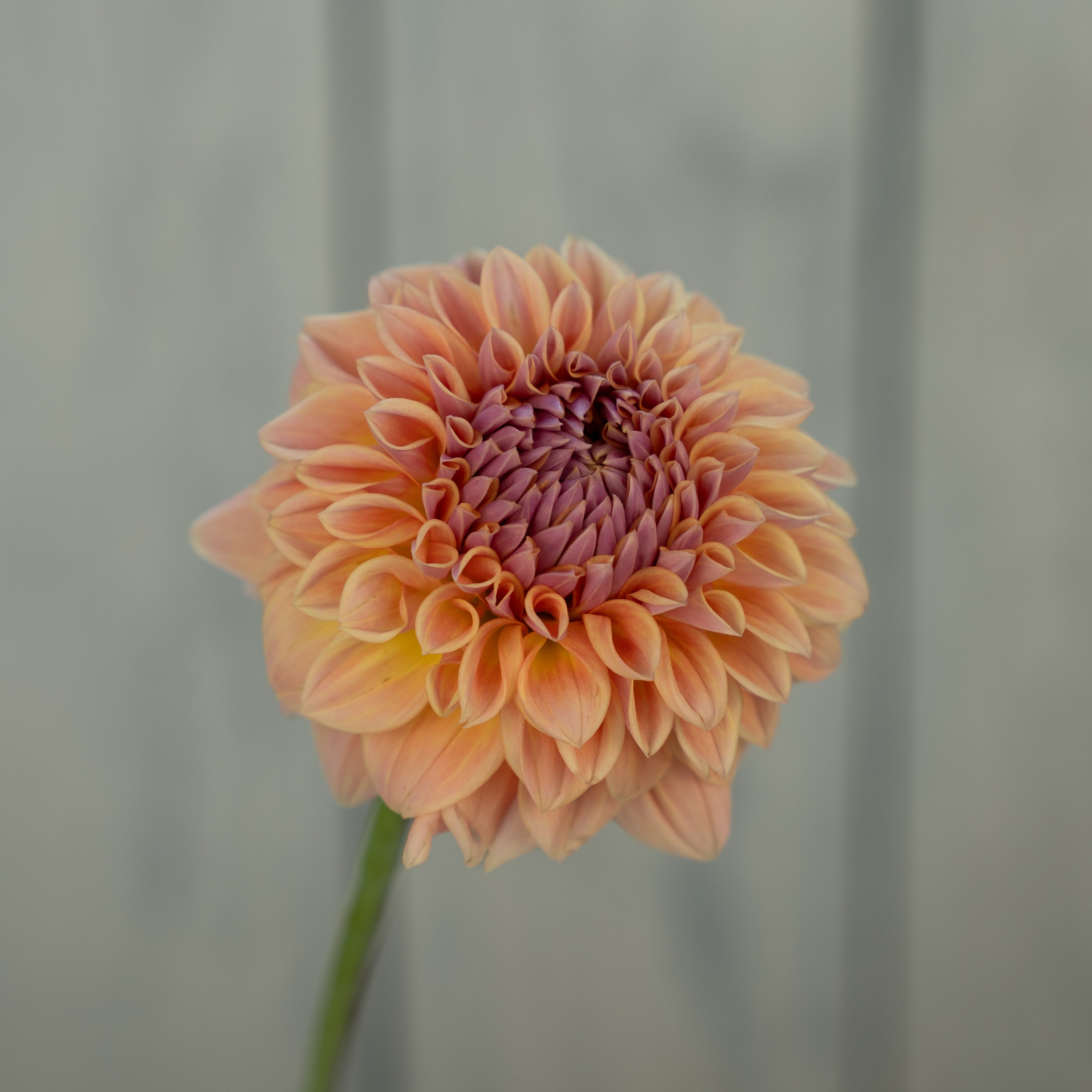 RM Summer Haze Dahlia Tuber – Petal & Stem Farm