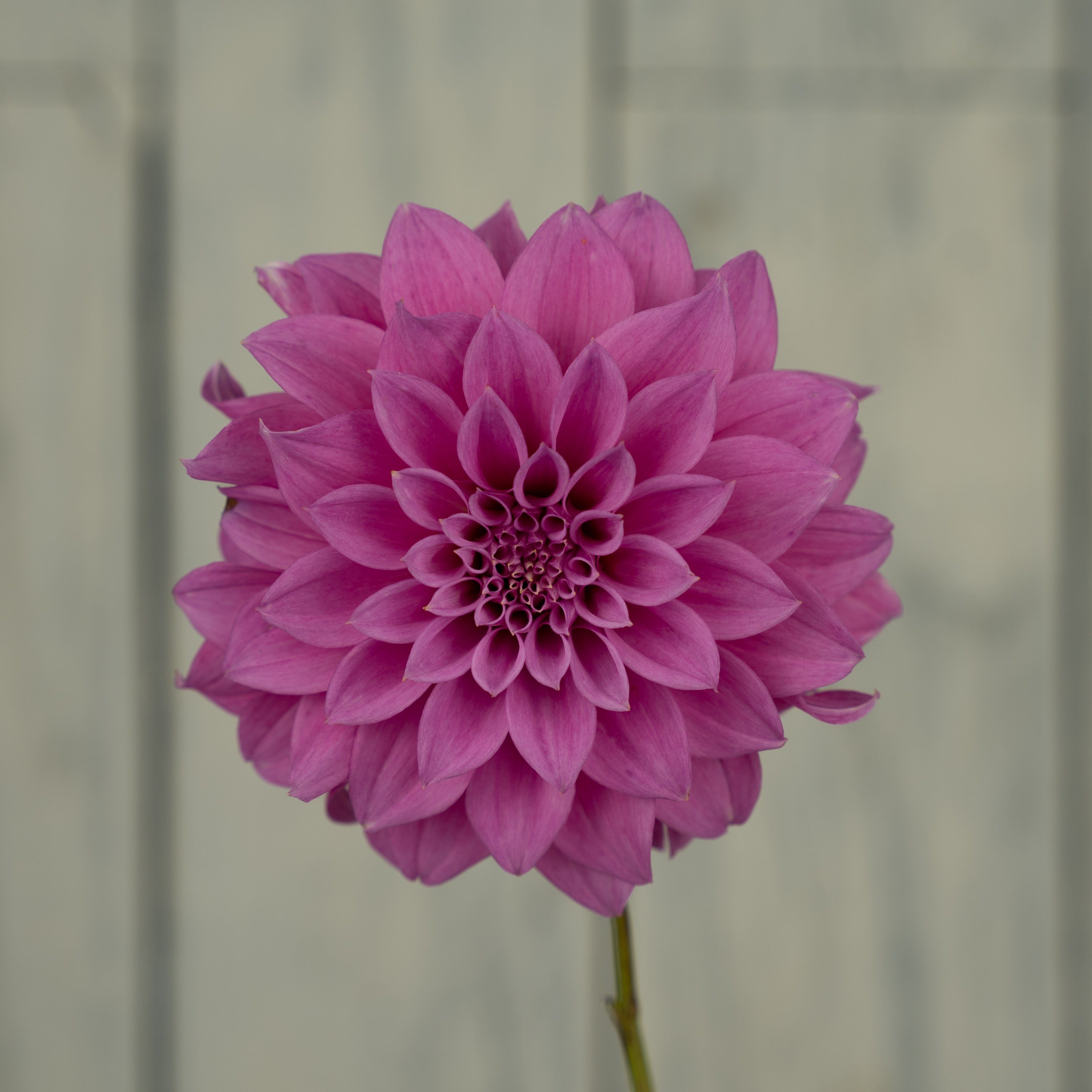 Bloomquist Blessing Dahlia Tuber – Petal & Stem Farm
