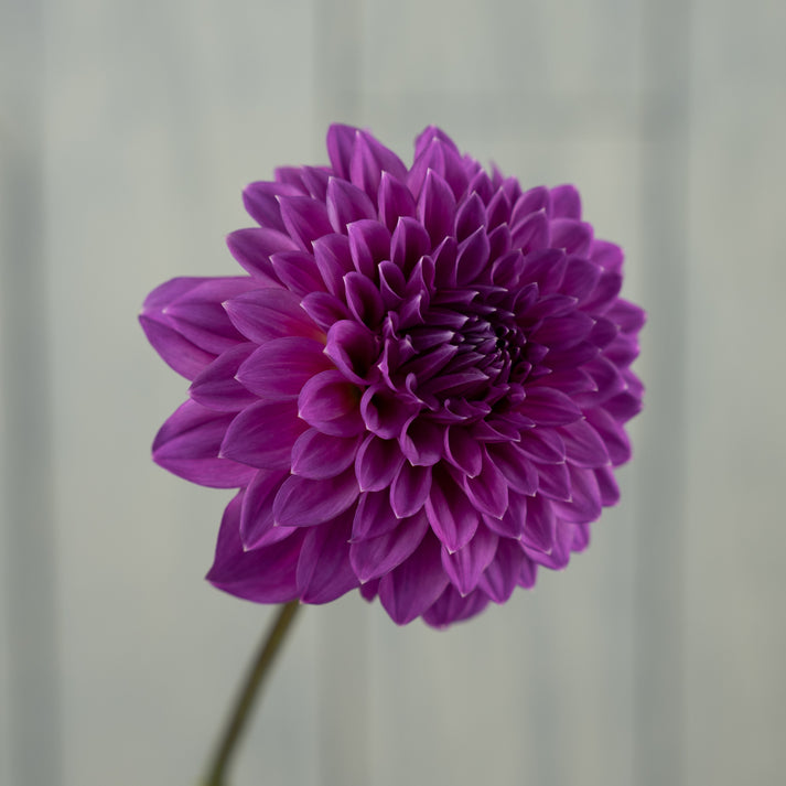 Bloomquist Clear Delight Dahlia Tuber – Petal & Stem Farm