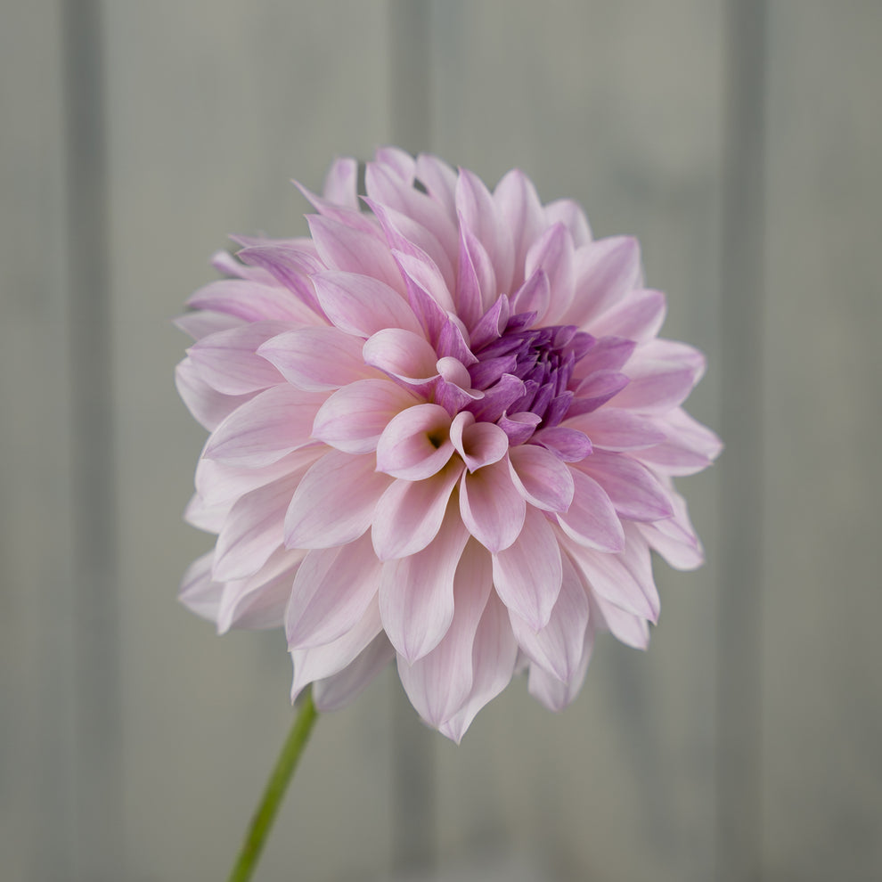 Bloomquist Compare Dahlia Tuber – Petal & Stem Farm