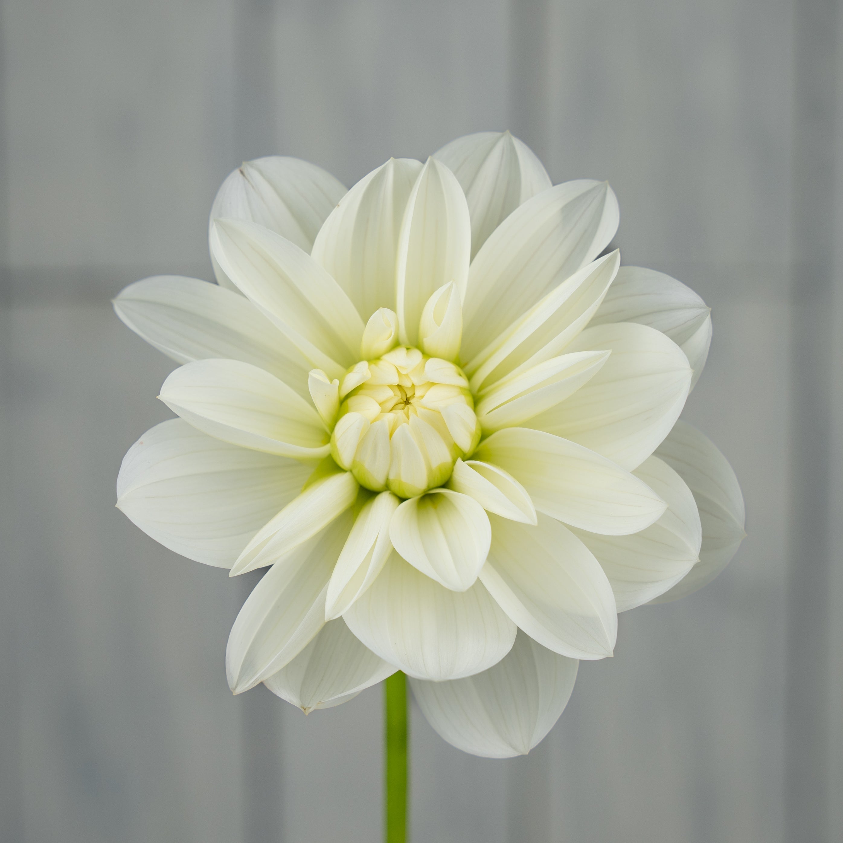 Bridezilla Dahlia Tuber – Petal & Stem Farm