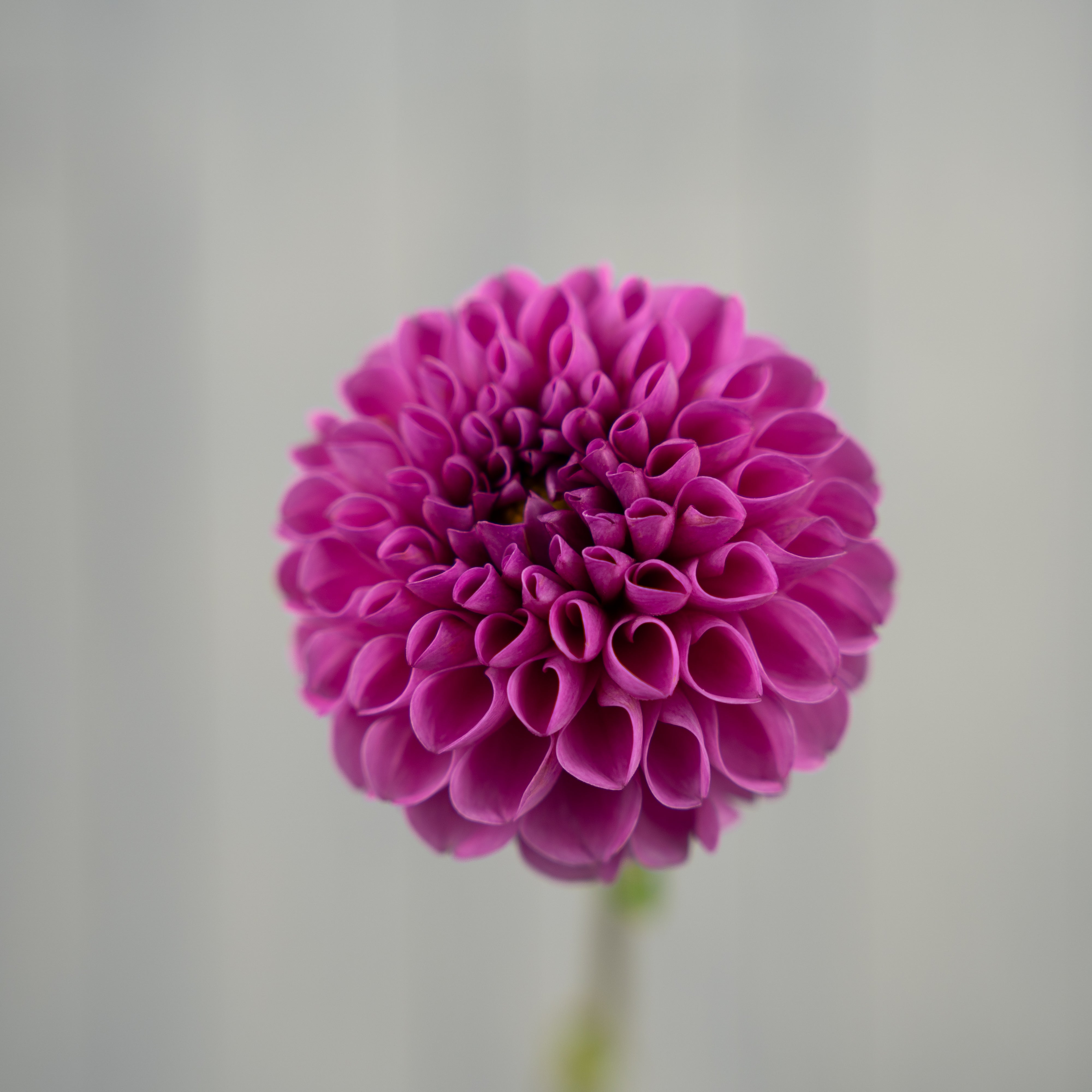 Burlesca Dahlia Tuber – Petal & Stem Farm