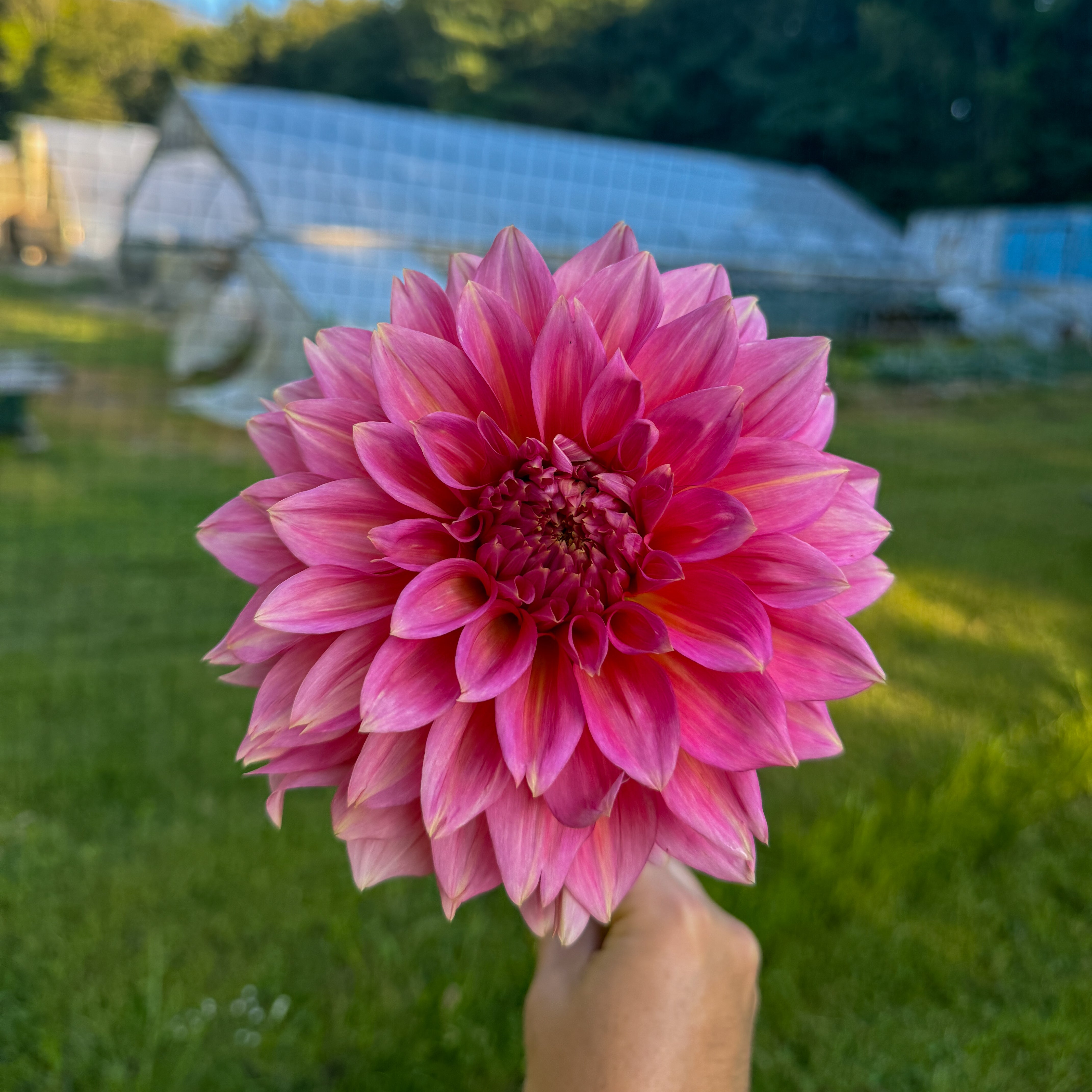 Kenora Lisa Dahlia Tuber- LIMIT 1 – Petal & Stem Farm